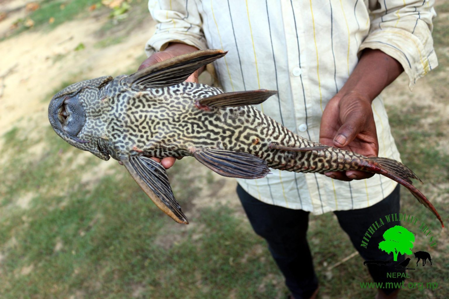 Suckermouth Catfish (Hypostomus plecostomus) Rescued from Dhanushadham ...