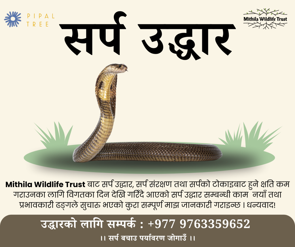 “Snake Rescue & Conservation” – Mithila Wildlife Trust